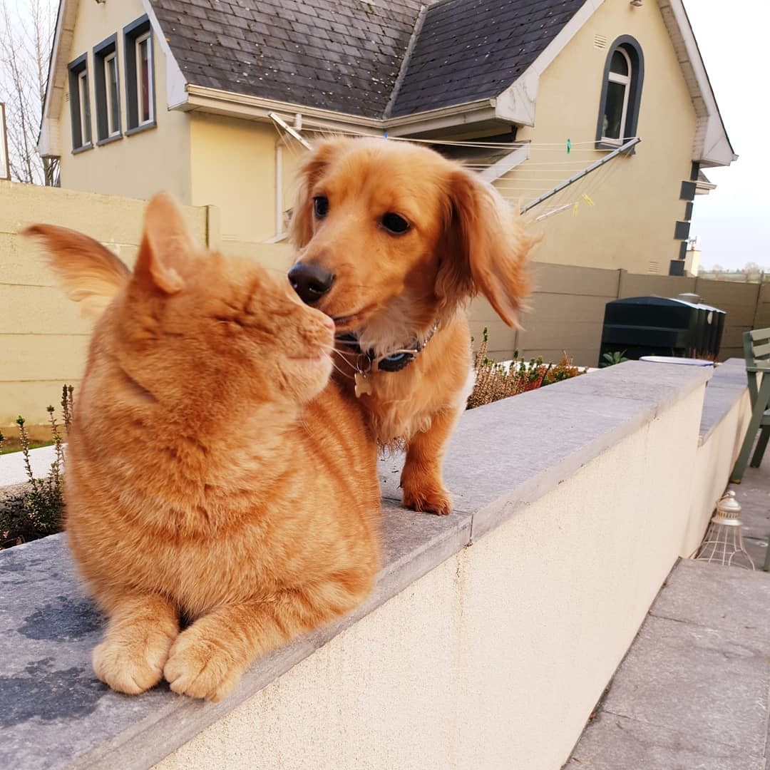 Dogs, Cats and the Corona Virus | Blog | Connolly's RED MILLS